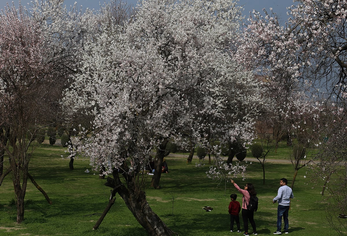 In Pics: Kashmir is a divine beauty in Spring