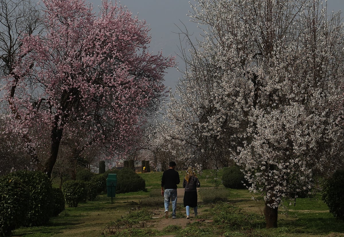 In Pics: Kashmir is a divine beauty in Spring
