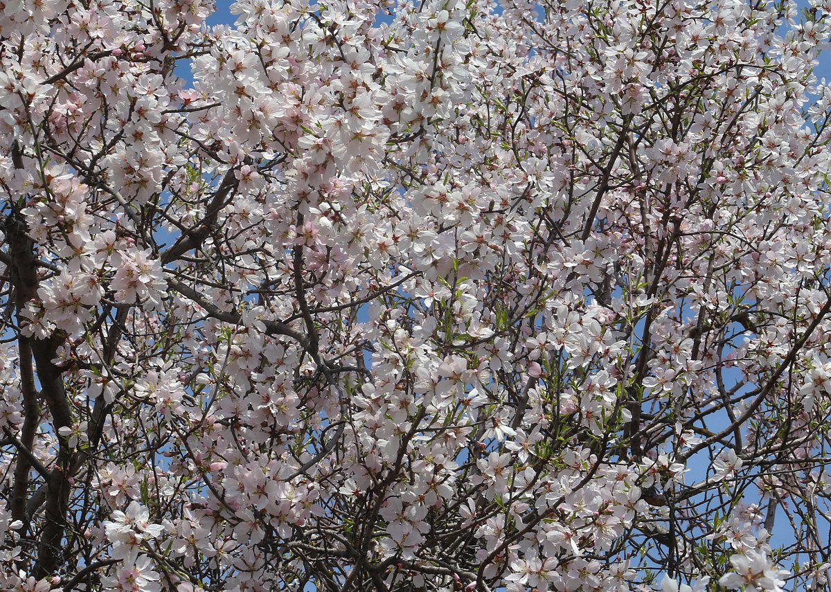 In Pics: Kashmir is a divine beauty in Spring