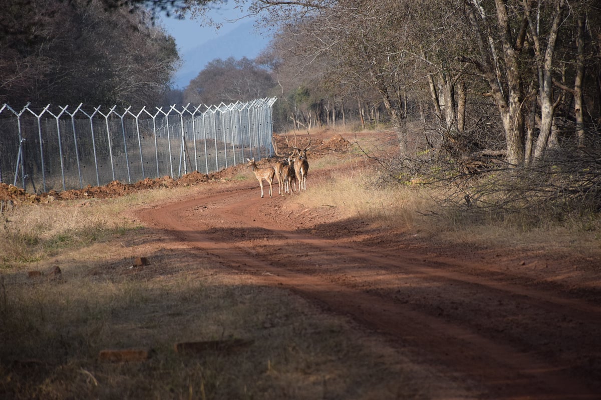 Madhya Pradesh: African Cheetahs to be fed through traditional Boma ...