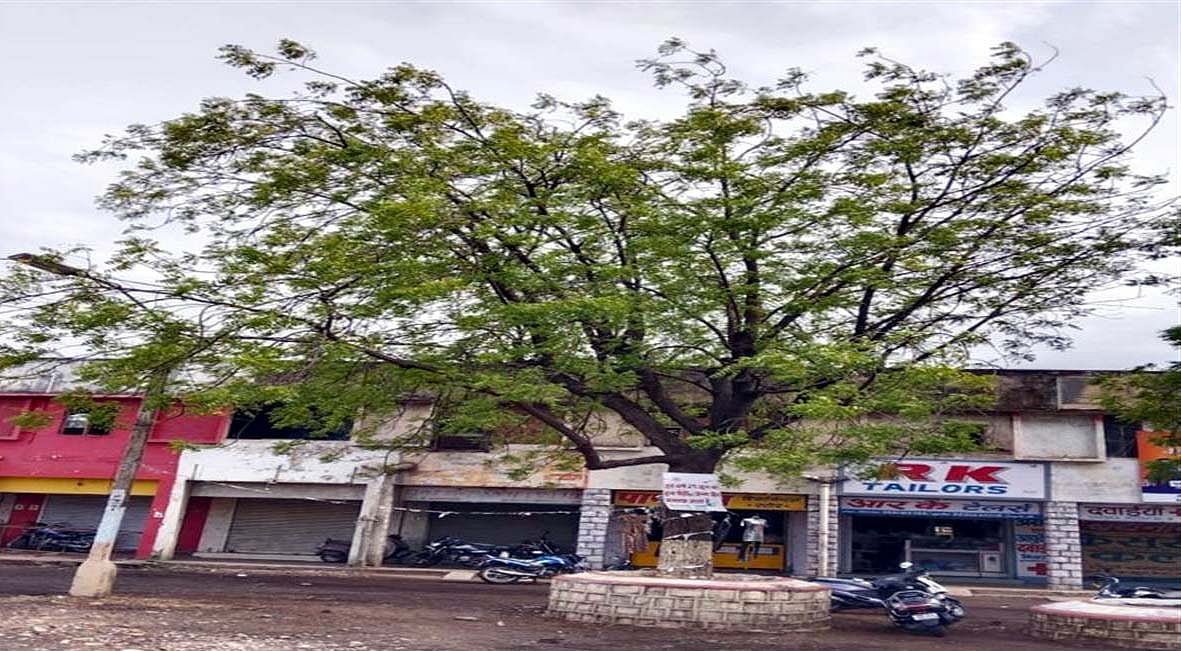 Bhopal: A special birthday celebration at Piplani as Neem tree turns 28