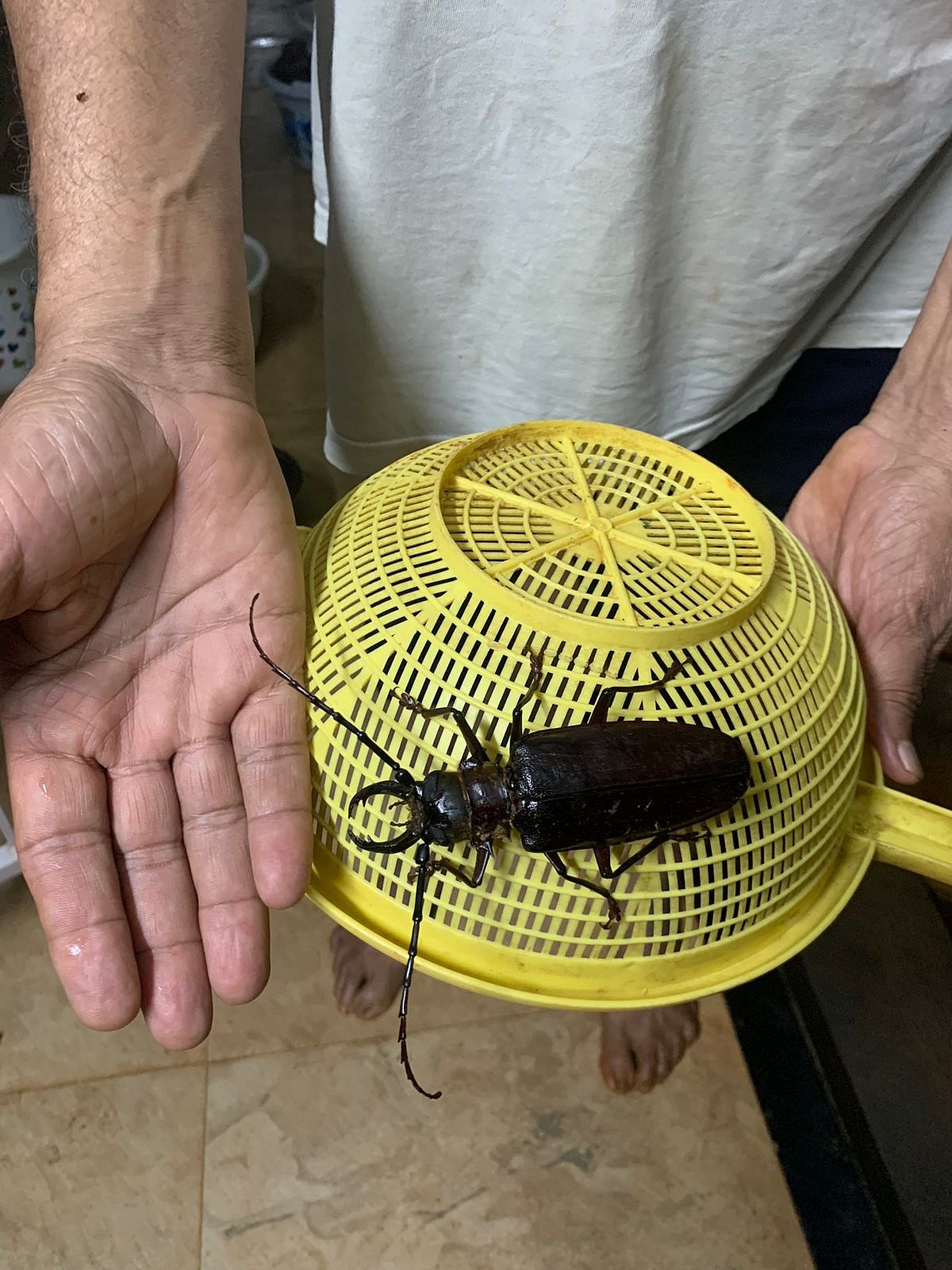 Insect researcher Dr V Shubhalaxmi Reddy spots rare long-horned beetle ...