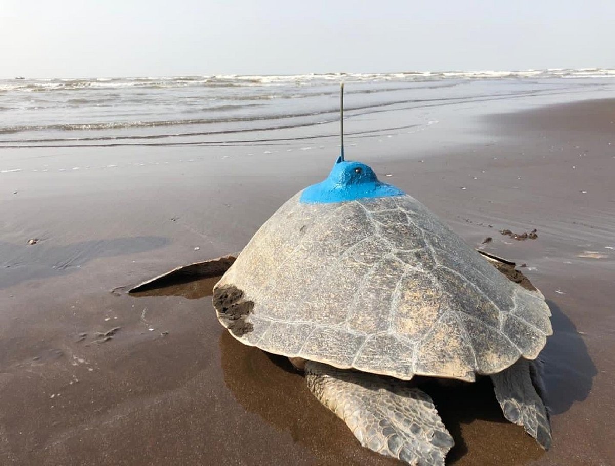 Mumbai: Transmitter batteries of lost Ridley turtles died 570 days sooner