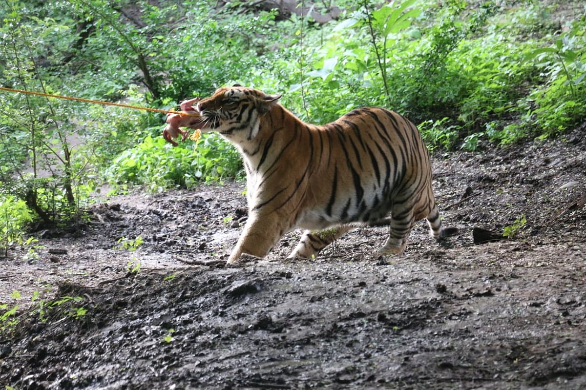 Indore: Rare tri-coloured tiger cub dies in zoo