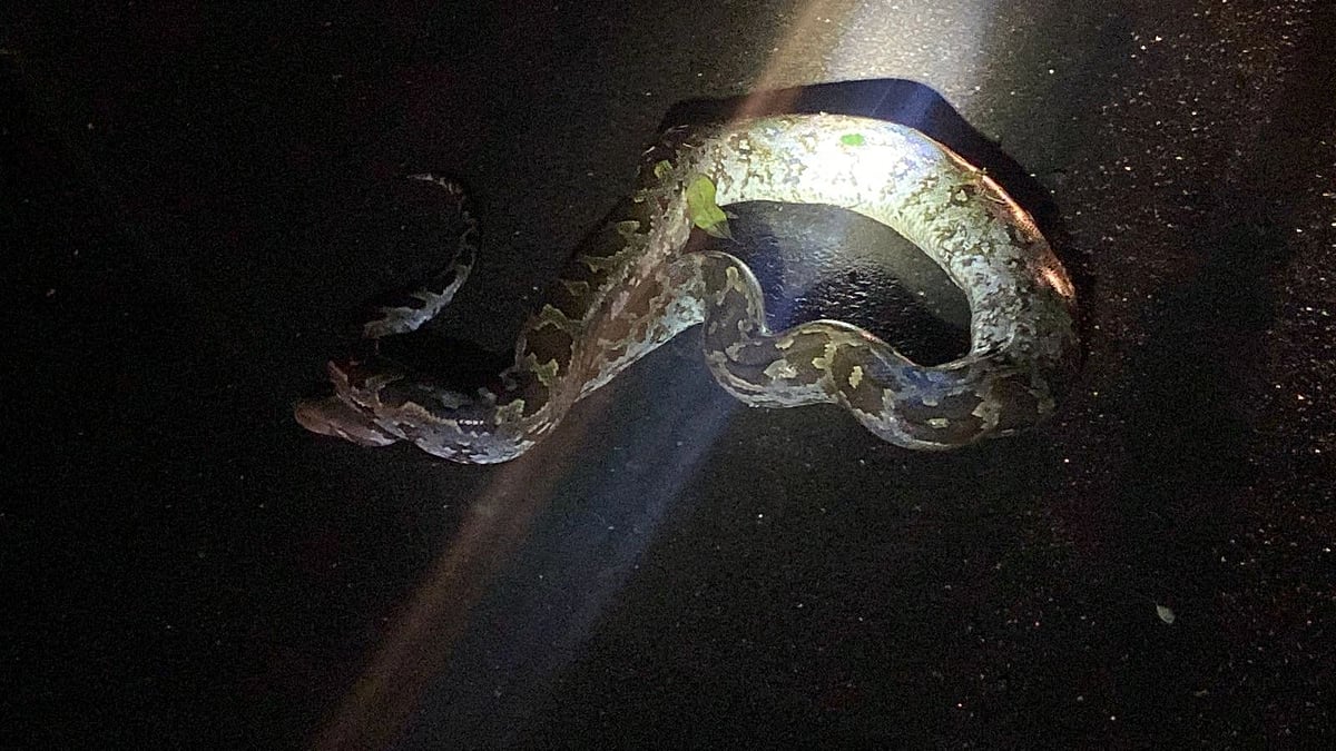 Navi Mumbai: Busy season for snake rescue group in Uran taluka, rescues ...