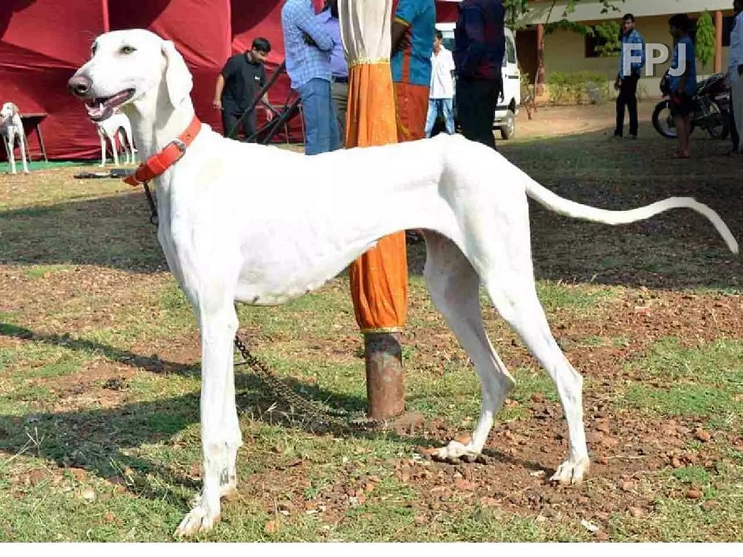Mudhol Hounds, 'desi' canine breed, joins squad for PM Modi's security