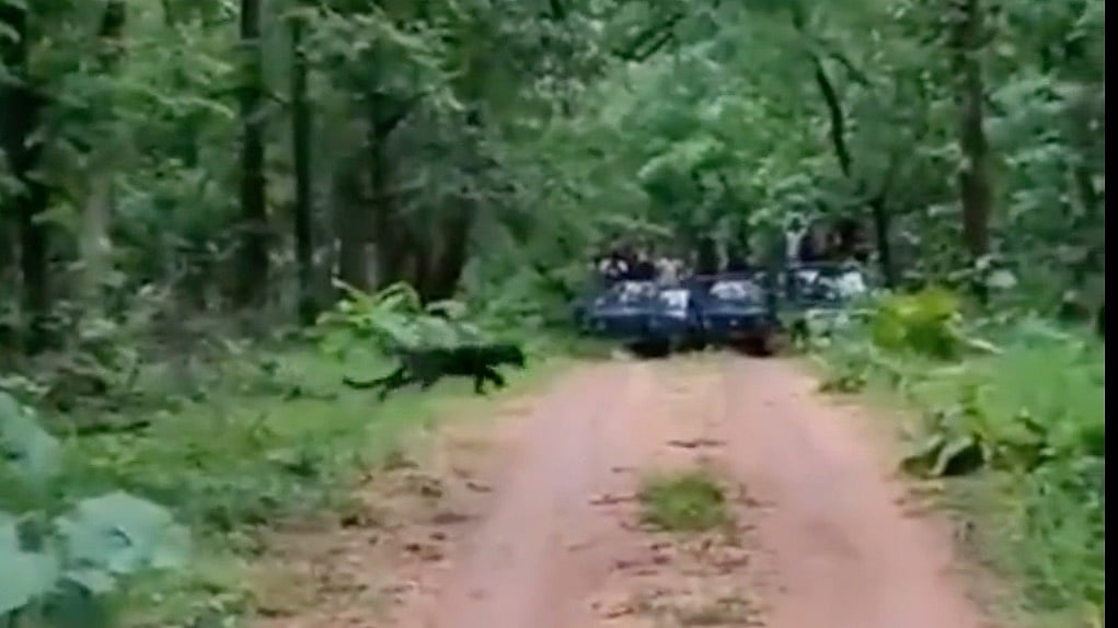 On Camera: Rare black panther spotted in MP's Pench Tiger Reserve after ...