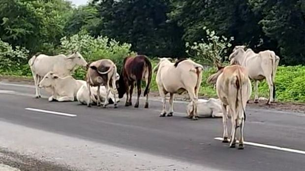 MP: 4 head of cattle infected with lumpy virus in Sonkatch tehsil