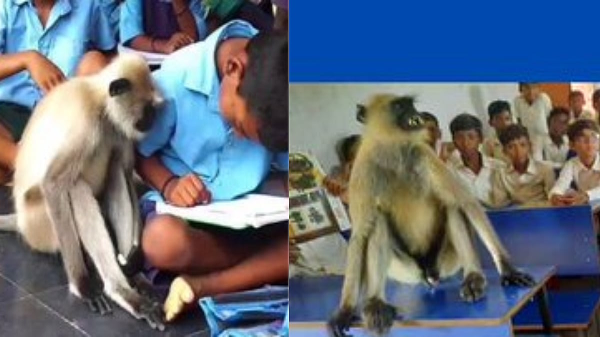 Monkey attends government school regularly since a week in Jharkhand ...