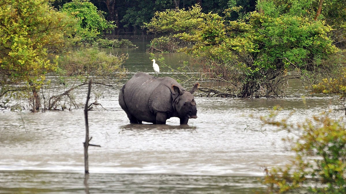 With Centre's efforts to conserve wildlife, coverage of protected areas ...