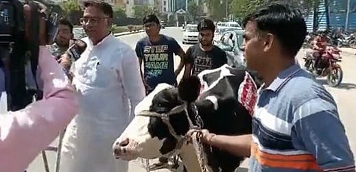 On Camera: Neta brings cow for protest outside Rajasthan Assembly ...