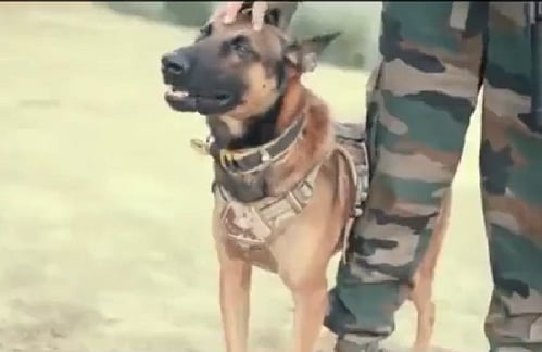 Jammu & Kashmir: Indian Army's assault dog critically injured during ...