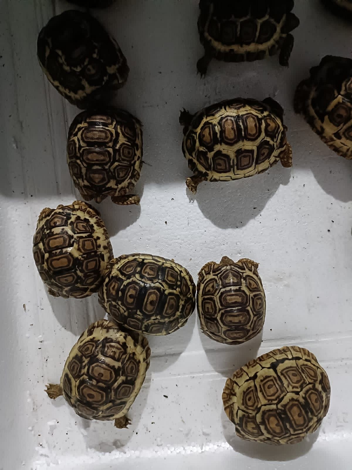 Mumbai: Exotic animal smuggling racket busted; DRI seizes hundreds of ...