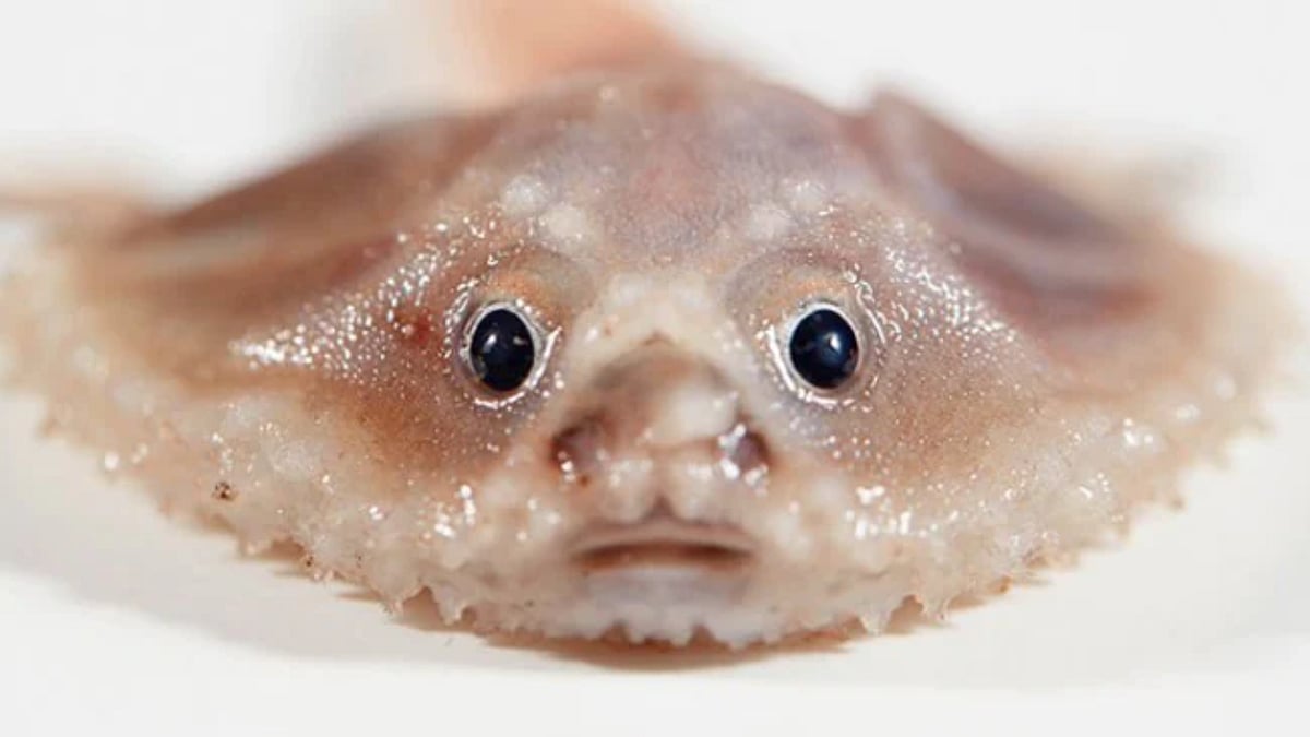 Unique deep-sea creatures found in depths of Indian ocean leaves even ...