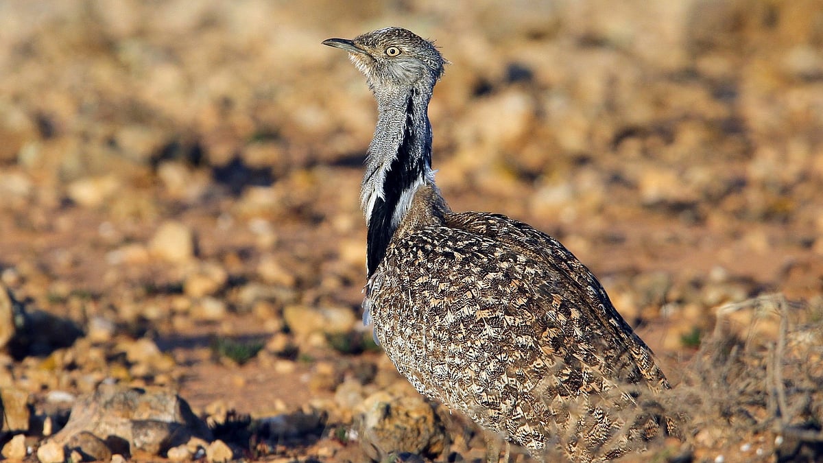 Maharashtra: Exotic Houbara Bustard strays into Konkan