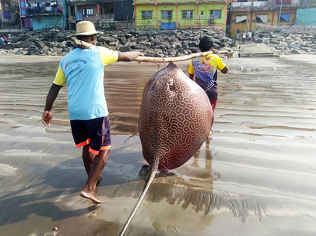 Mira-Bhayandar: Fishermen net Stingray weighing over 100 kg in small ...