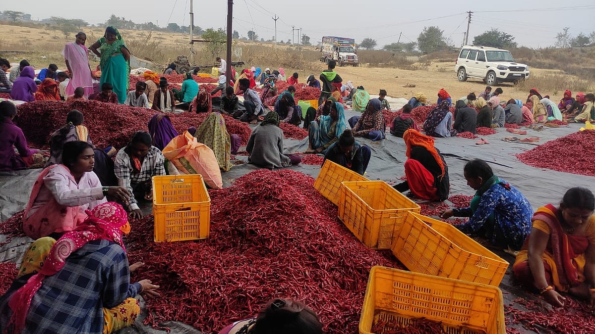 Madhya Pradesh: Khargone's red chillies to set European palate on fire