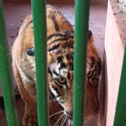 Mumbai: New pair of tigers arrive at Sanjay Gandhi National Park from ...