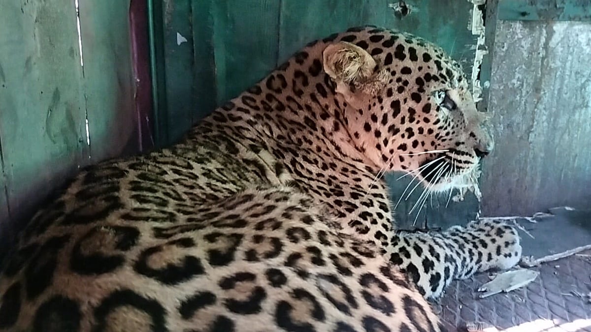 Madhya Pradesh: Female leopard rescued from farm in Khetiya town