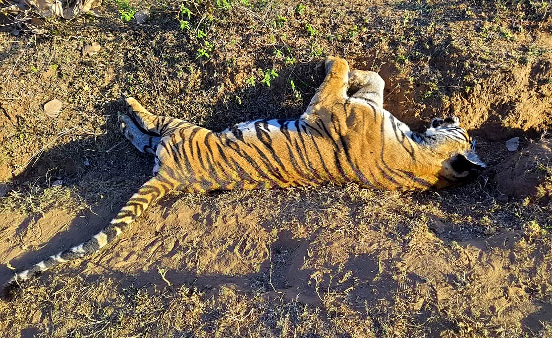 Madhya Pradesh: Tigress poached in Umaria forest area