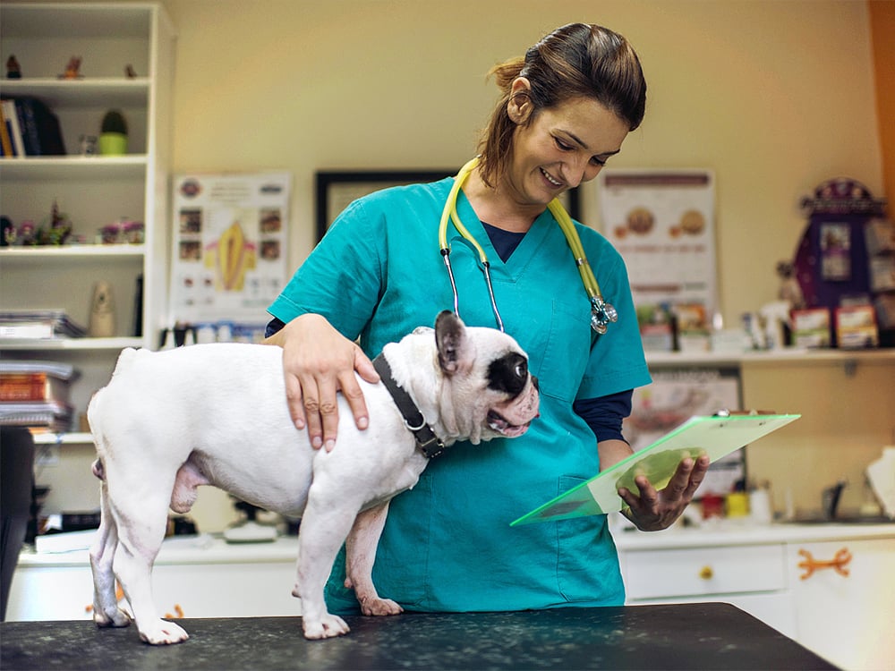 5 expert-backed tips to maintain your pet’s health