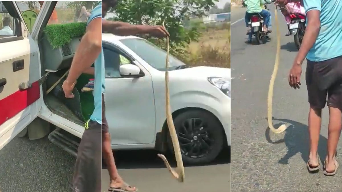 Shocking Viral Video! Cobra spotted hidden inside a moving car on ...
