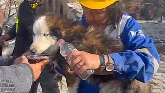 WATCH Turkey's miracle rescue: Dog found alive 23 days after ...