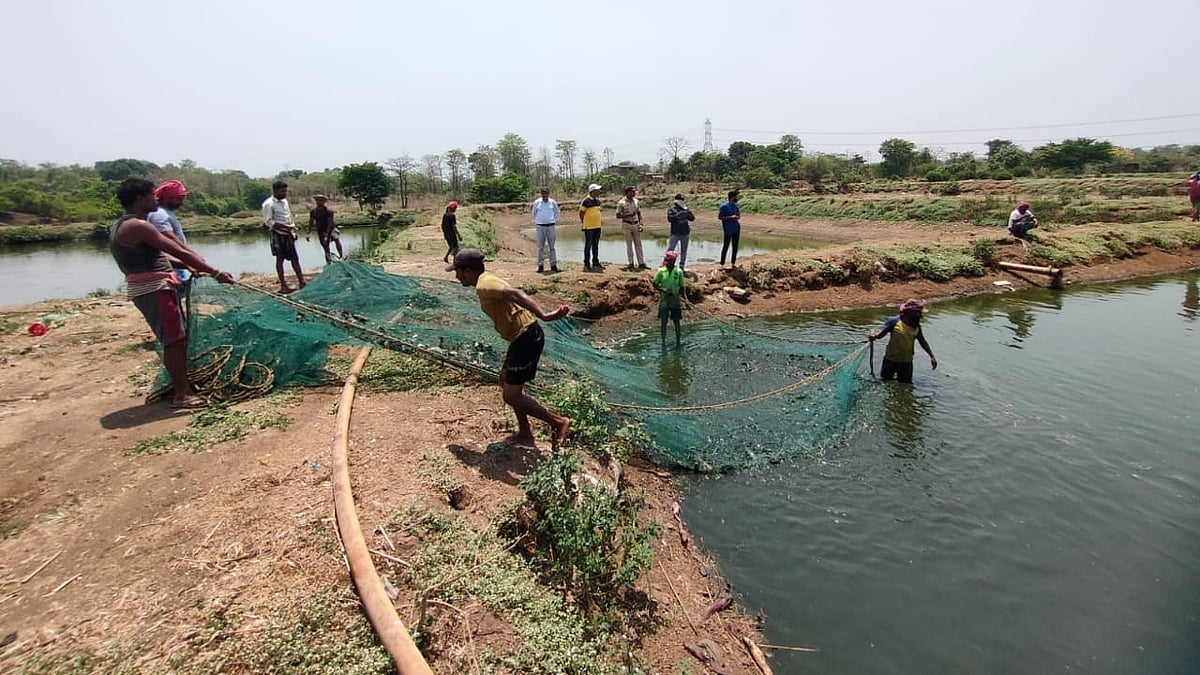 Thane: Fisheries dept seizes 3,000 kg of banned Thai catfish from in ...