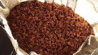 Bhopal: 200 tonnes Mahua to be exported to London