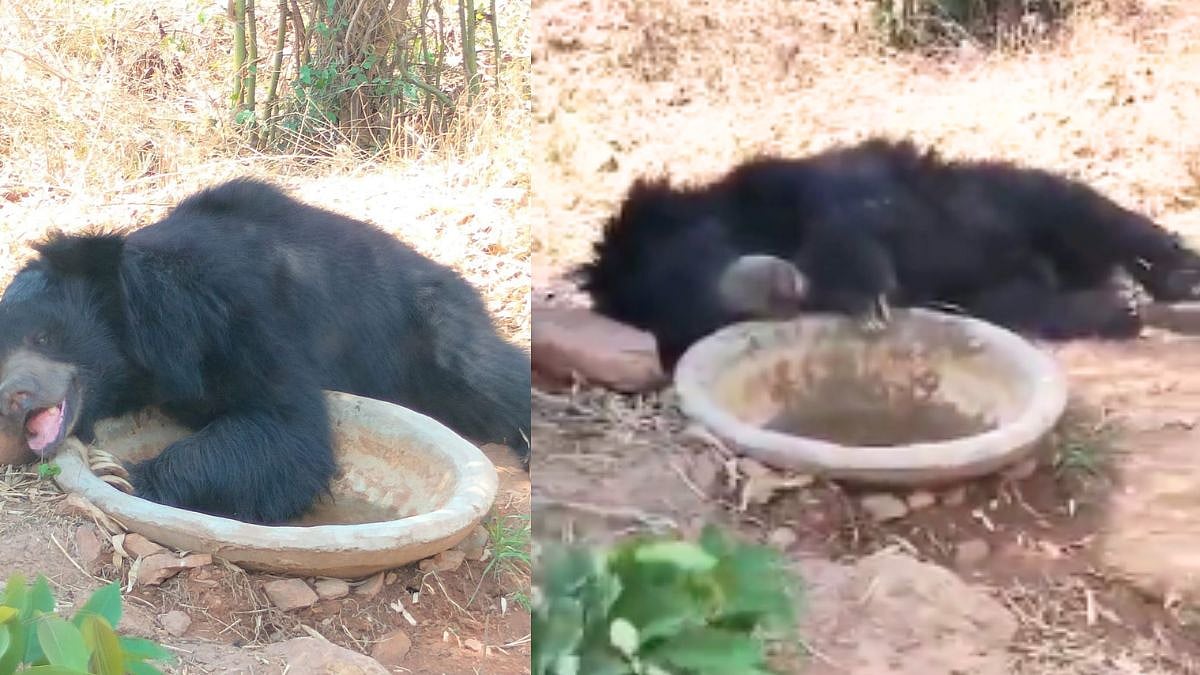 WATCH: Thirsty bear at Bihar's Rajgir Zoo Safari spotted longing for ...