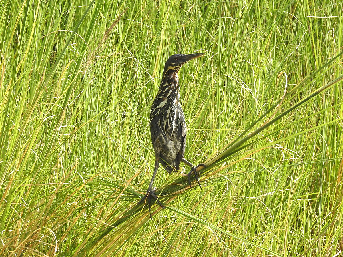 Bhopal: 50 species of birds, 20 of butterflies identified at Van Vihar