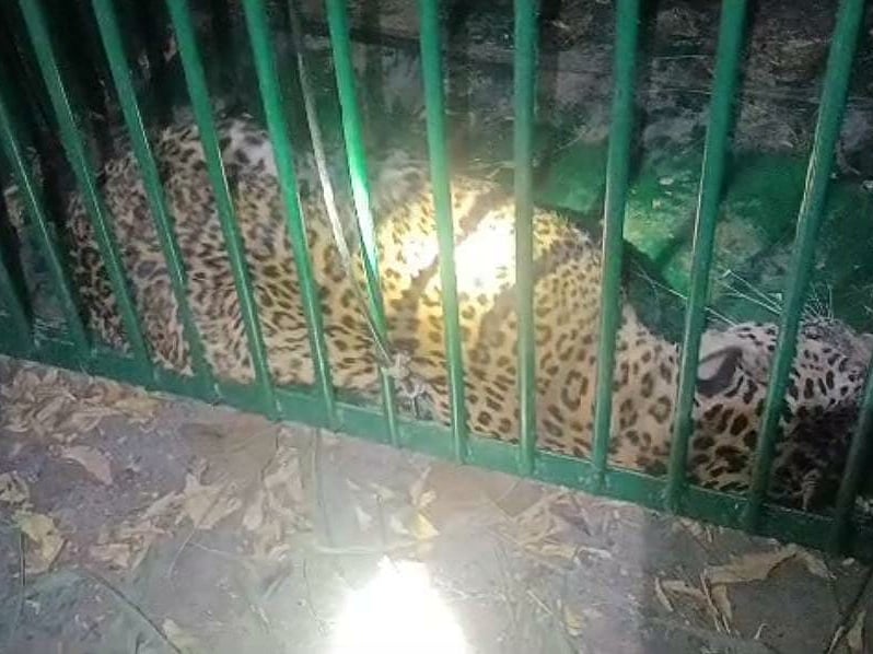 Madhya Pradesh: Stray leopard trapped, released in wild