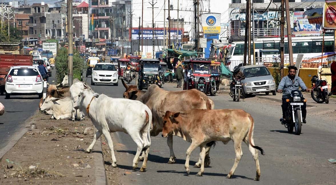 Bhopal: Govt comes up with draft policy to check stray animal menace