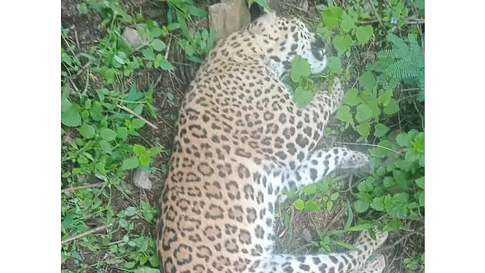 MP: Leopard Found Dead In Dhar Village