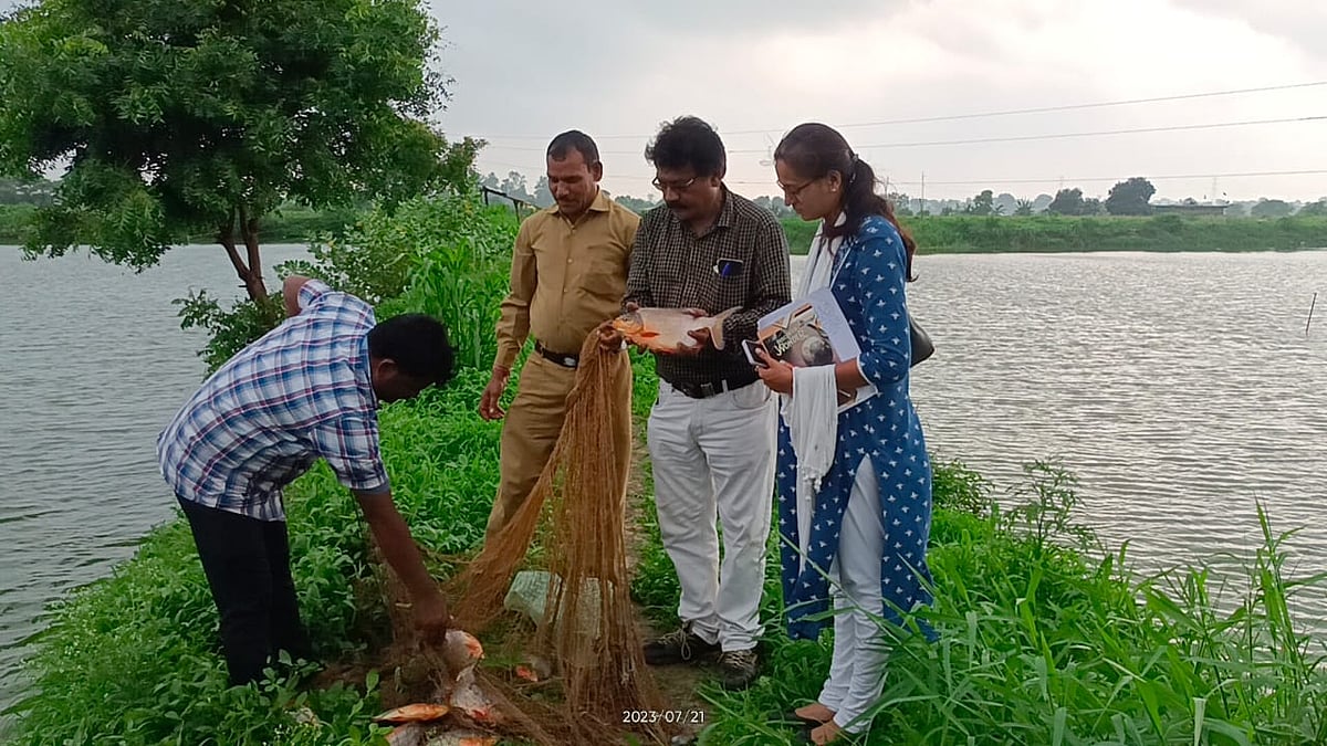 Indore: Banned Thai Magur Fish School Caught Destroyed