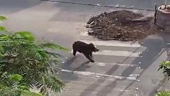 WATCH: Wild Bear Runs Amock On Streets Of Telangana’s Karimnagar ...