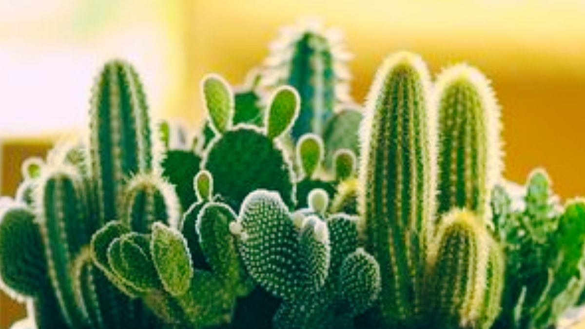 Bizarre! Couple In China Plants Over 999 Cactus Crops At Home, Goes Viral