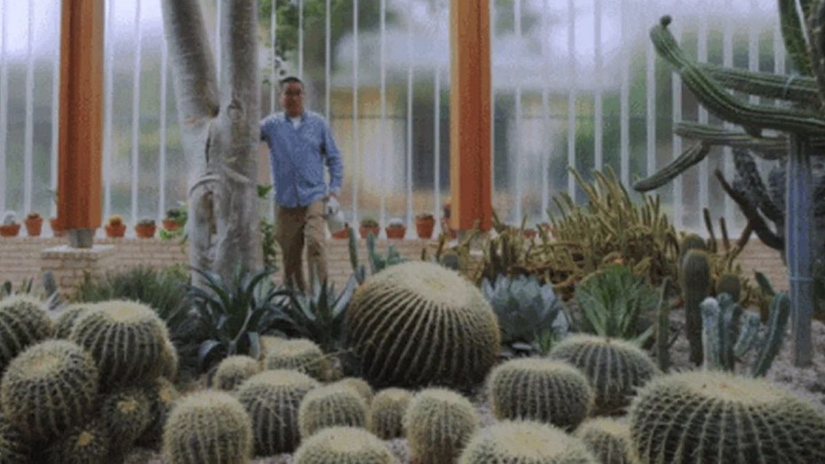 Bizarre! Couple In China Plants Over 999 Cactus Crops At Home, Goes Viral