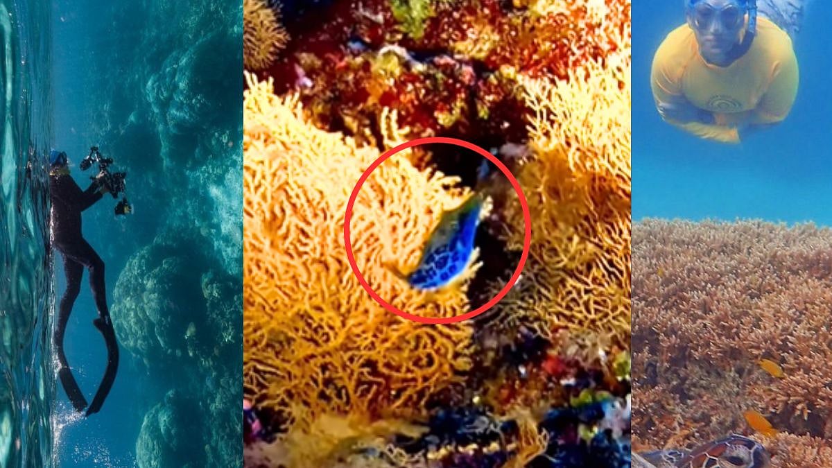 2 Australians Record Rare Fish Sighting On Camera; Enchanting Video ...