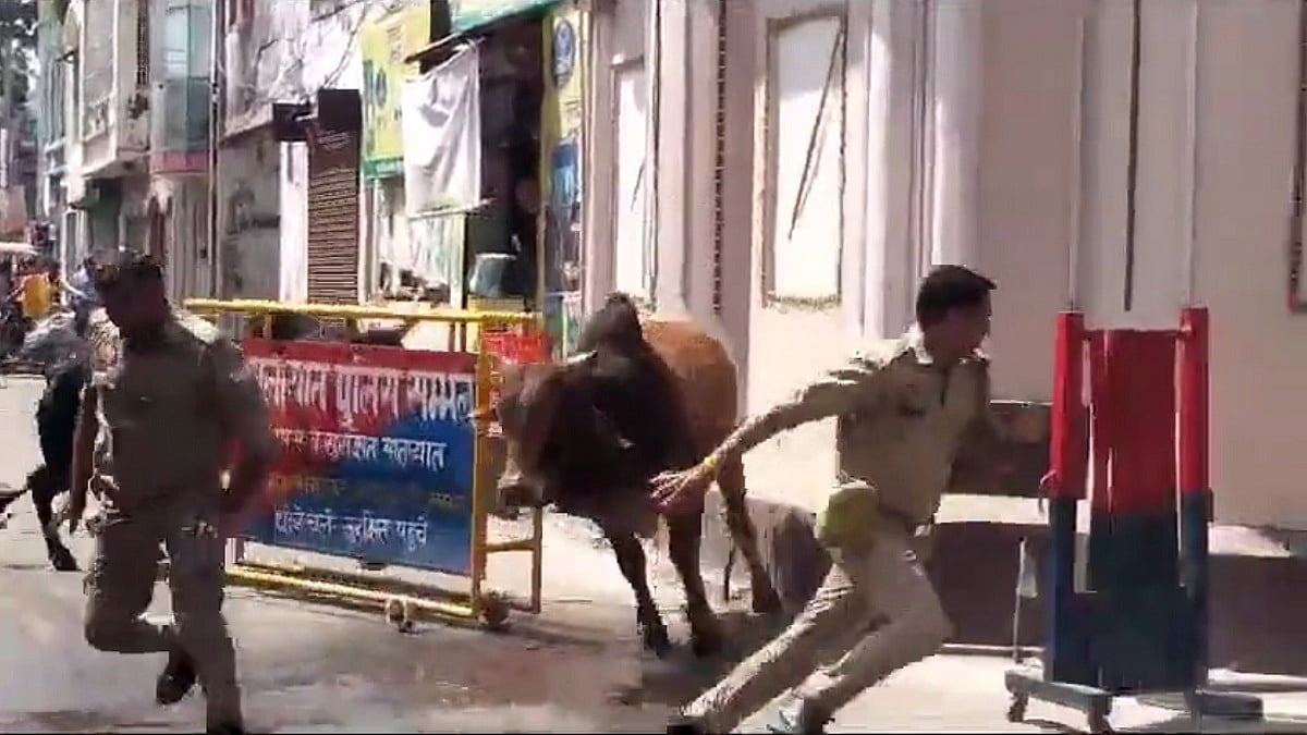 UP: Stray Bulls Attack & Chase Police Officers Trying To Separate Them ...