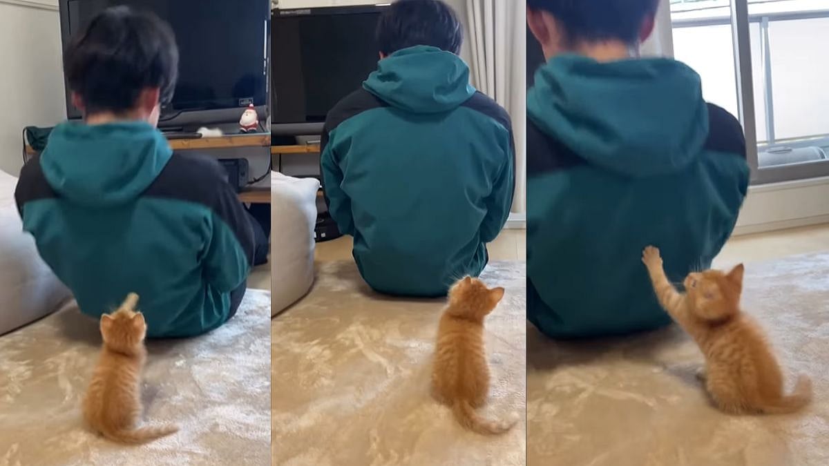 WATCH: Cute Cat Helps Man Workout At Home; Video Goes Viral