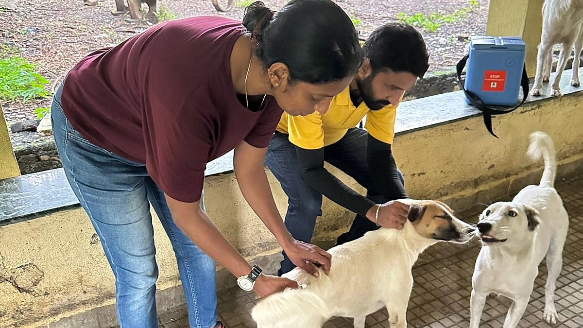 Rabies Free Mumbai Campaign: More Than 14,000 Strays Vaccinated