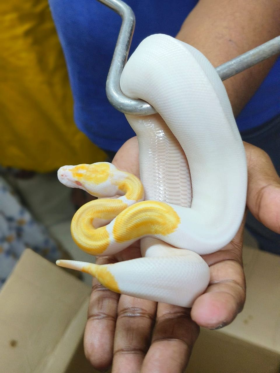 DRI Busts Wildlife Smuggling Syndicate At Mumbai Airport; Exotic Snakes ...