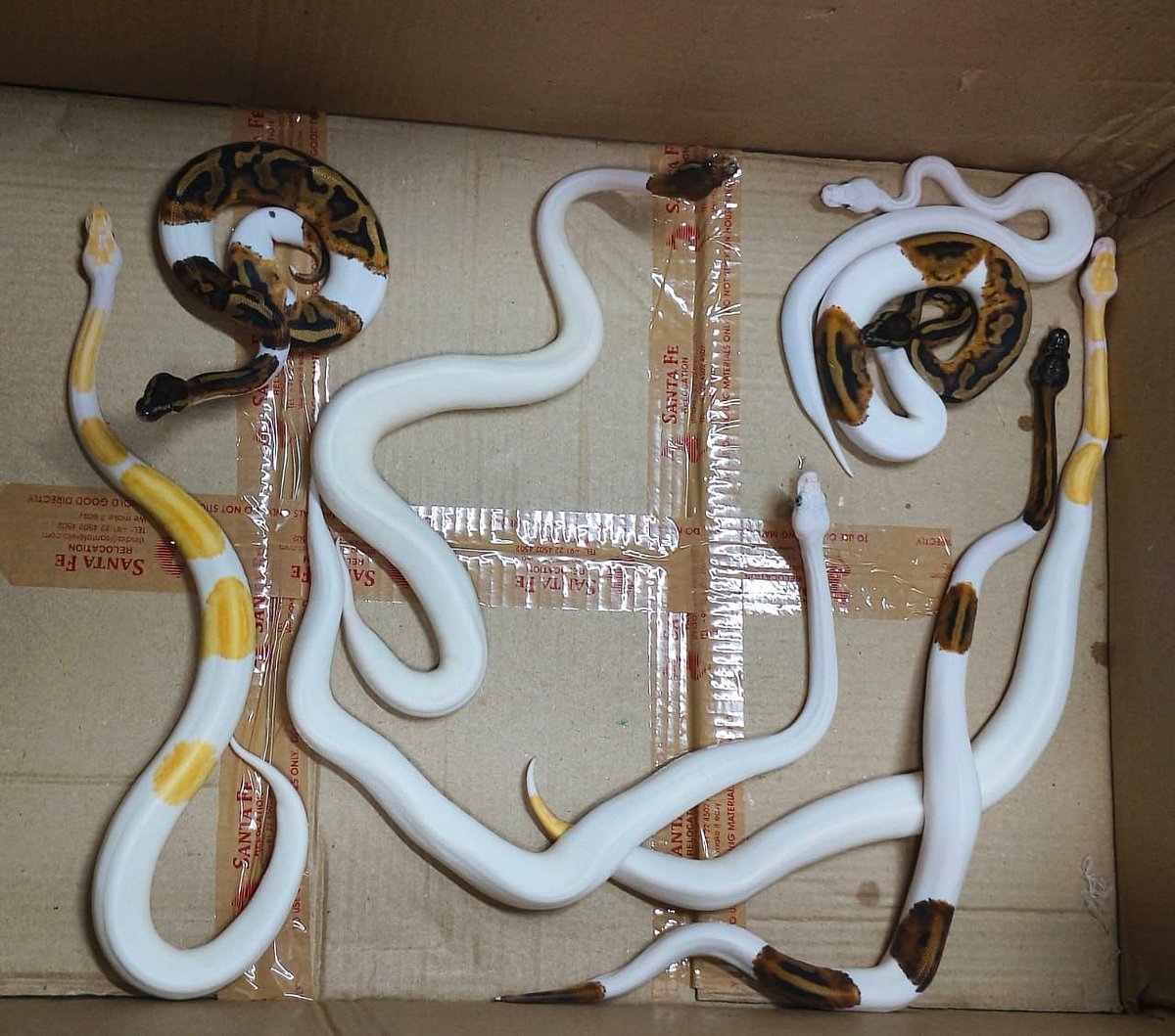 DRI Busts Wildlife Smuggling Syndicate At Mumbai Airport; Exotic Snakes ...