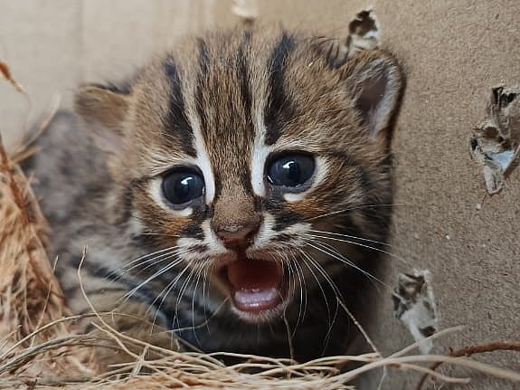 Three Kittens Of World's Smallest Cat Reunited With Mother In Phaltan ...