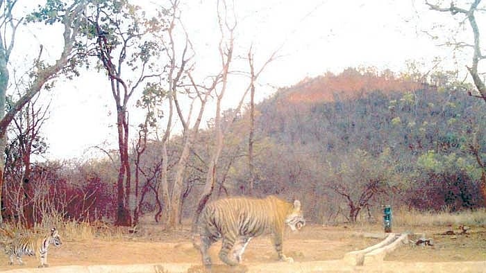 MP: Tiger Count In Panna Reserve In 2 Phases