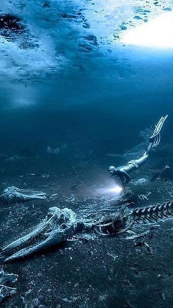 Photos: Stunning Works Of Underwater Photographer Of 2024 Along With ...