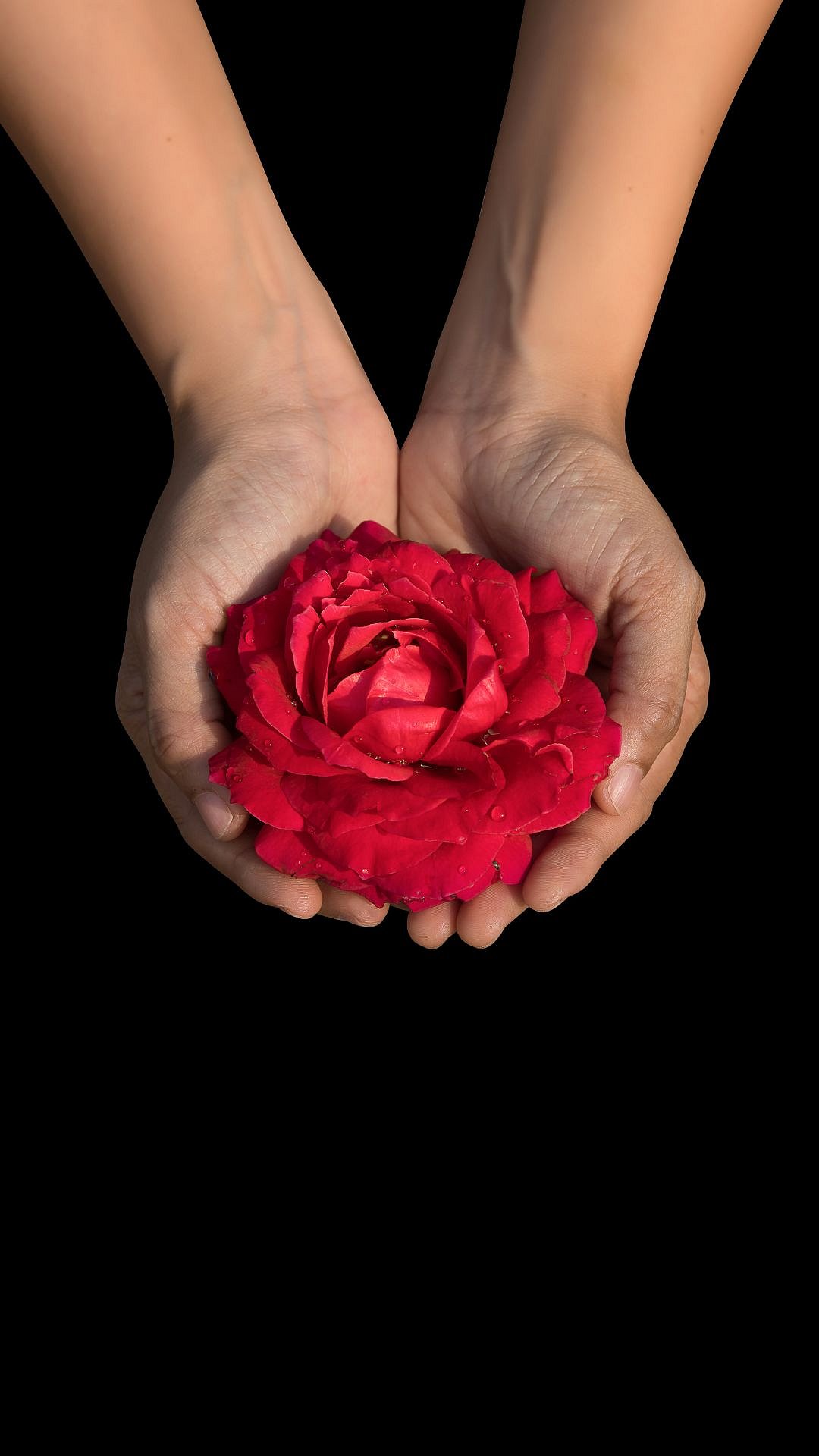 8 Health Benefits Of Roses That You Didn't Know Before