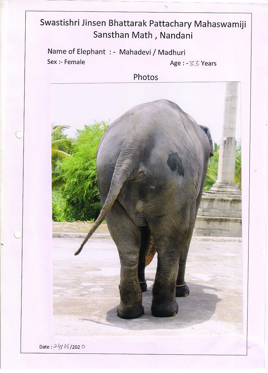 Bombay HC Stays Transfer Of Mahadevi Elephant From Kolhapur To Jamnagar