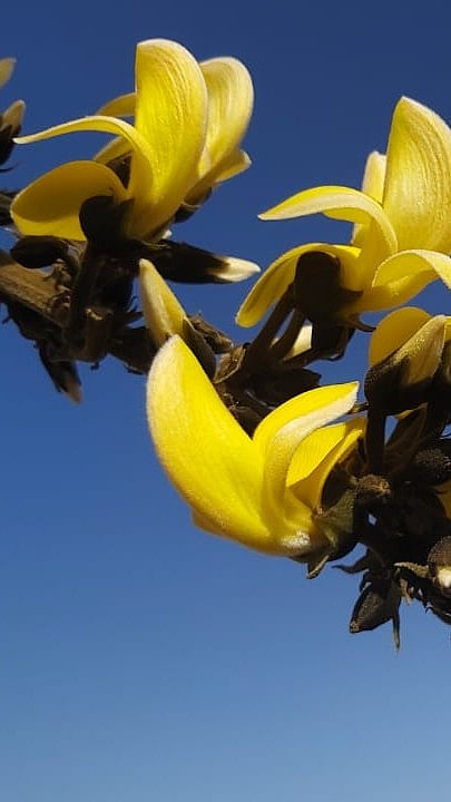 In Pictures: Yellow, Red Palas Trees Bloom In Nashik's Mamdapur-Rajapur ...